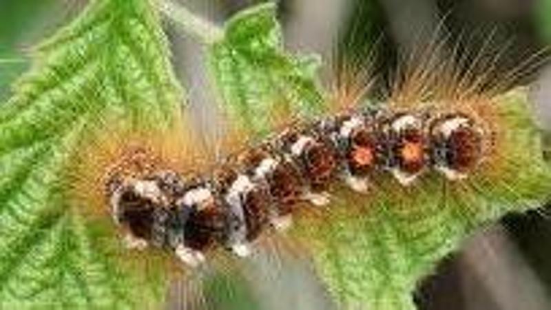 Parco del Ticino, c’è l’invasione dei bruchi urticanti - La Provincia ...