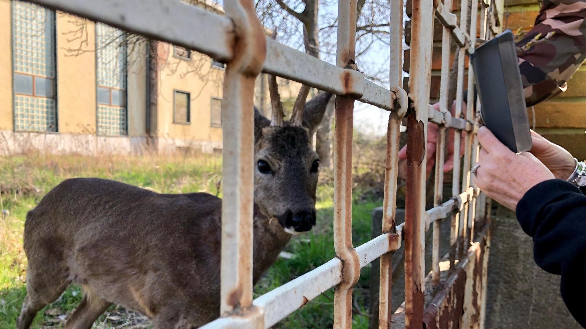 Catturato il capriolo Bambi, sarà trasferito nel Parco del Ticino - La ...