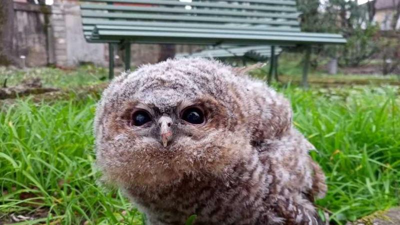 All’Orto Botanico spunta un pulcino di allocco: Palmiro è la nuova ...