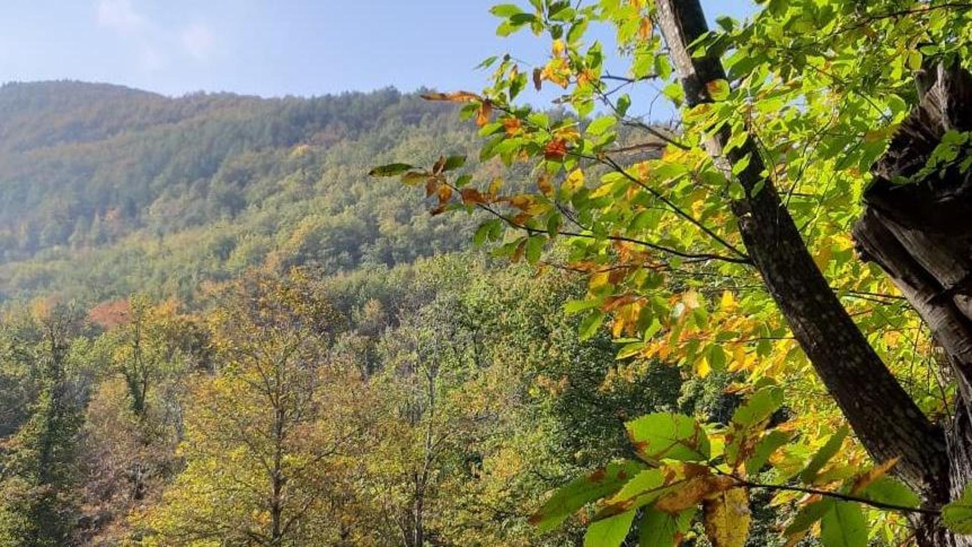 I castagni secolari del Brallo, un piccolo bosco da salvare: «Natura ...