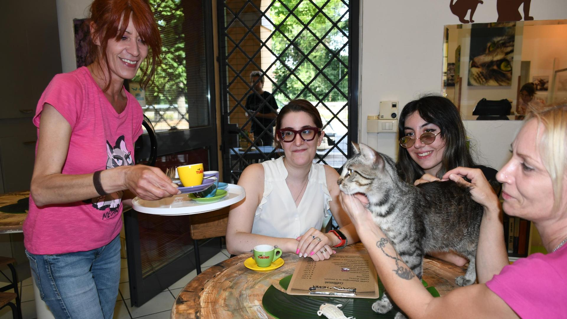 Inaugurato il primo cat cafè di Pavia un progetto della “Tana dei sette ...