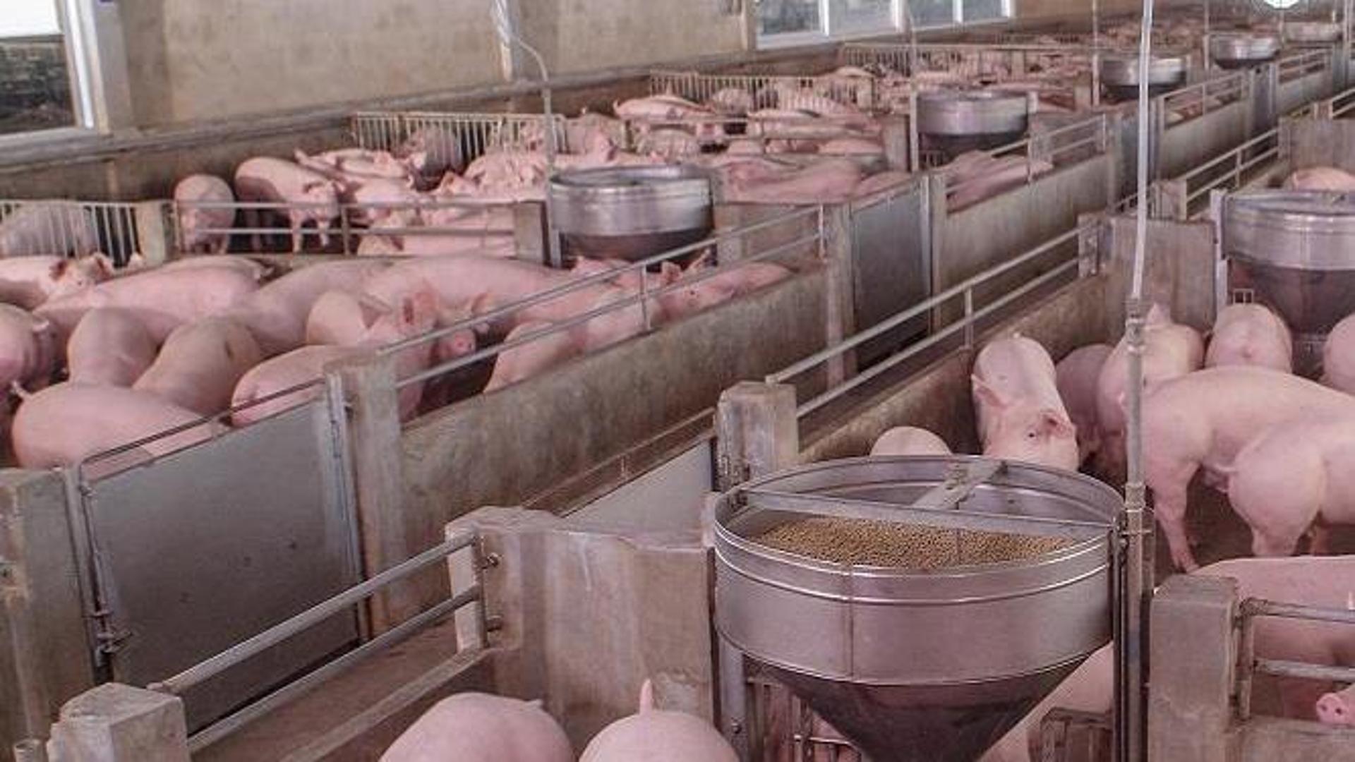 Una coop è pronta a macellare i suini di allevamenti pavesi - La ...