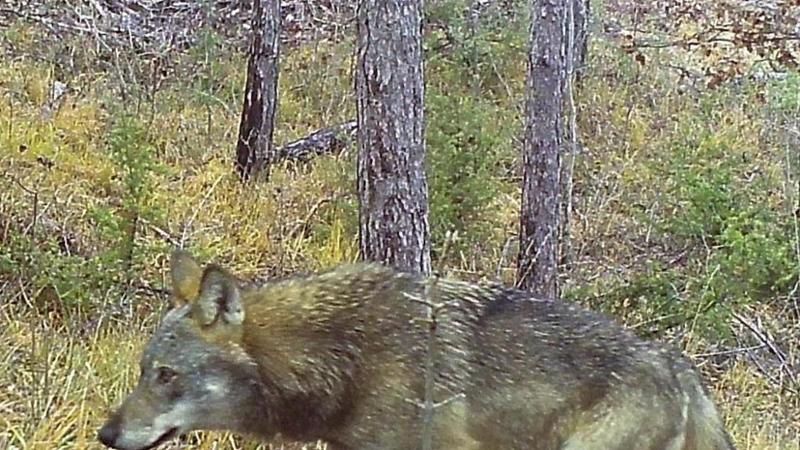 Istrici, lupi e specie aliene: l’avanzata della fauna selvatica e le ...