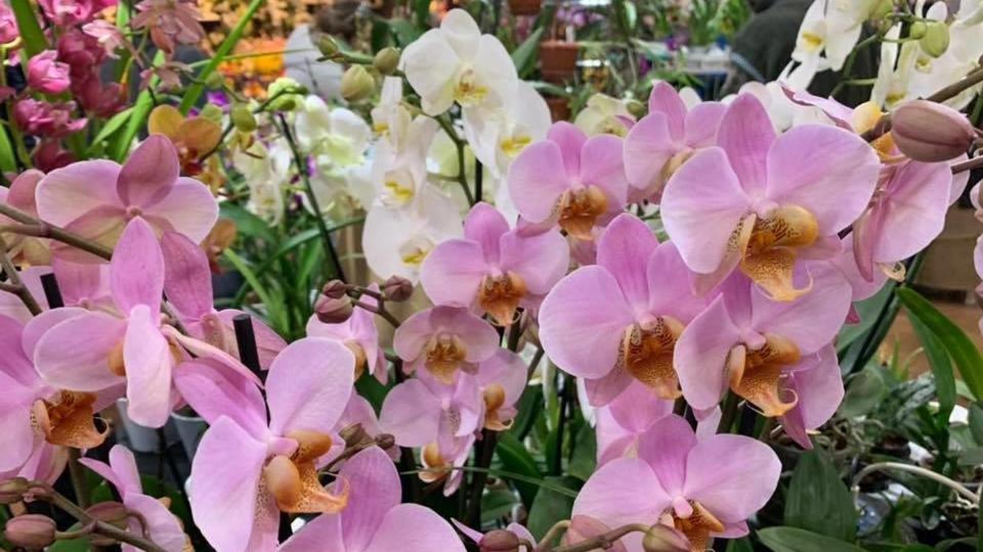 Orcheday, mostra mercato internazionale di orchidee a Mercenasco - La ...