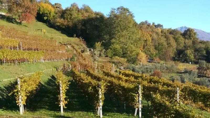 Loranzè, passeggiata tra i vigneti e merenda sinoira - La Sentinella ...