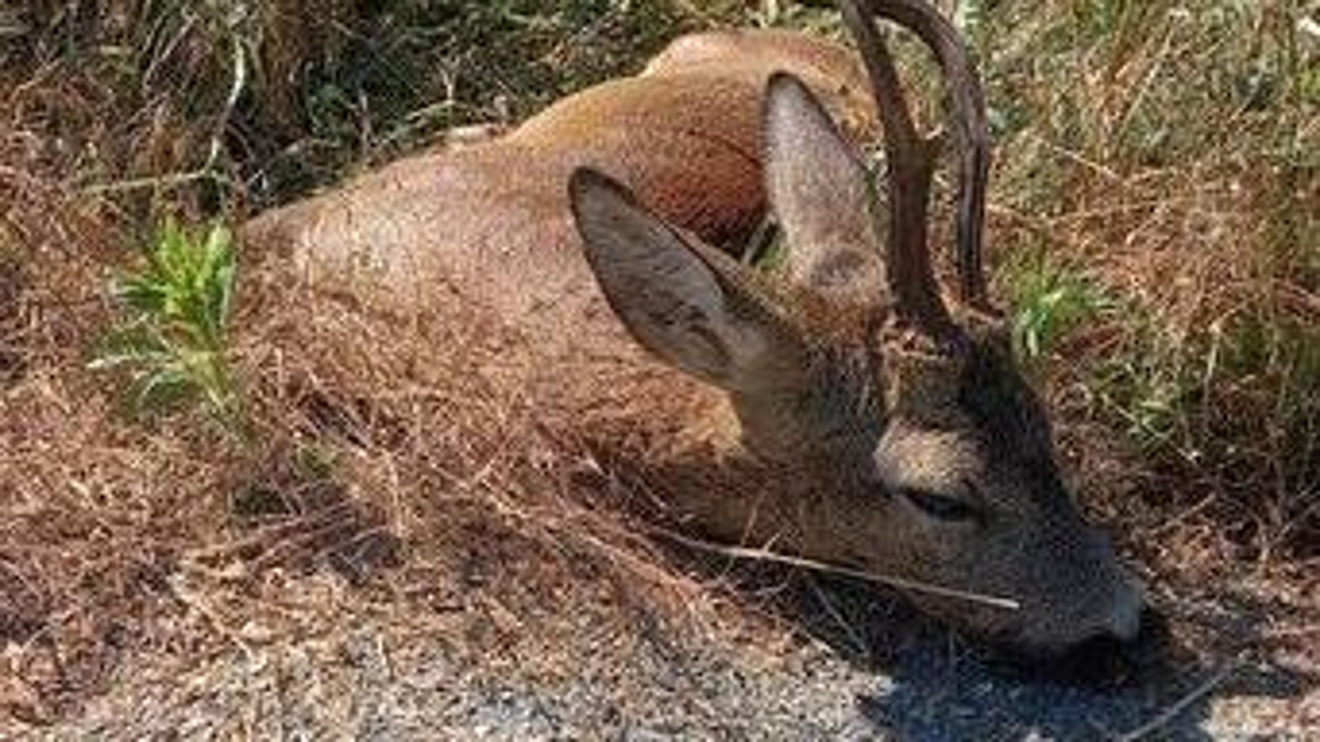Ivrea, capriolo travolto e ucciso. «Non è stata opera dei lupi» - La ...