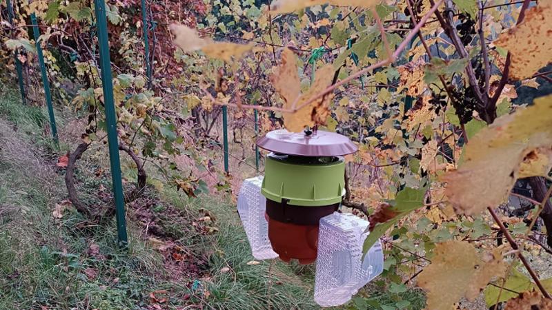 La vespa velutina rischia di sterminare le api, via a trappole e ...