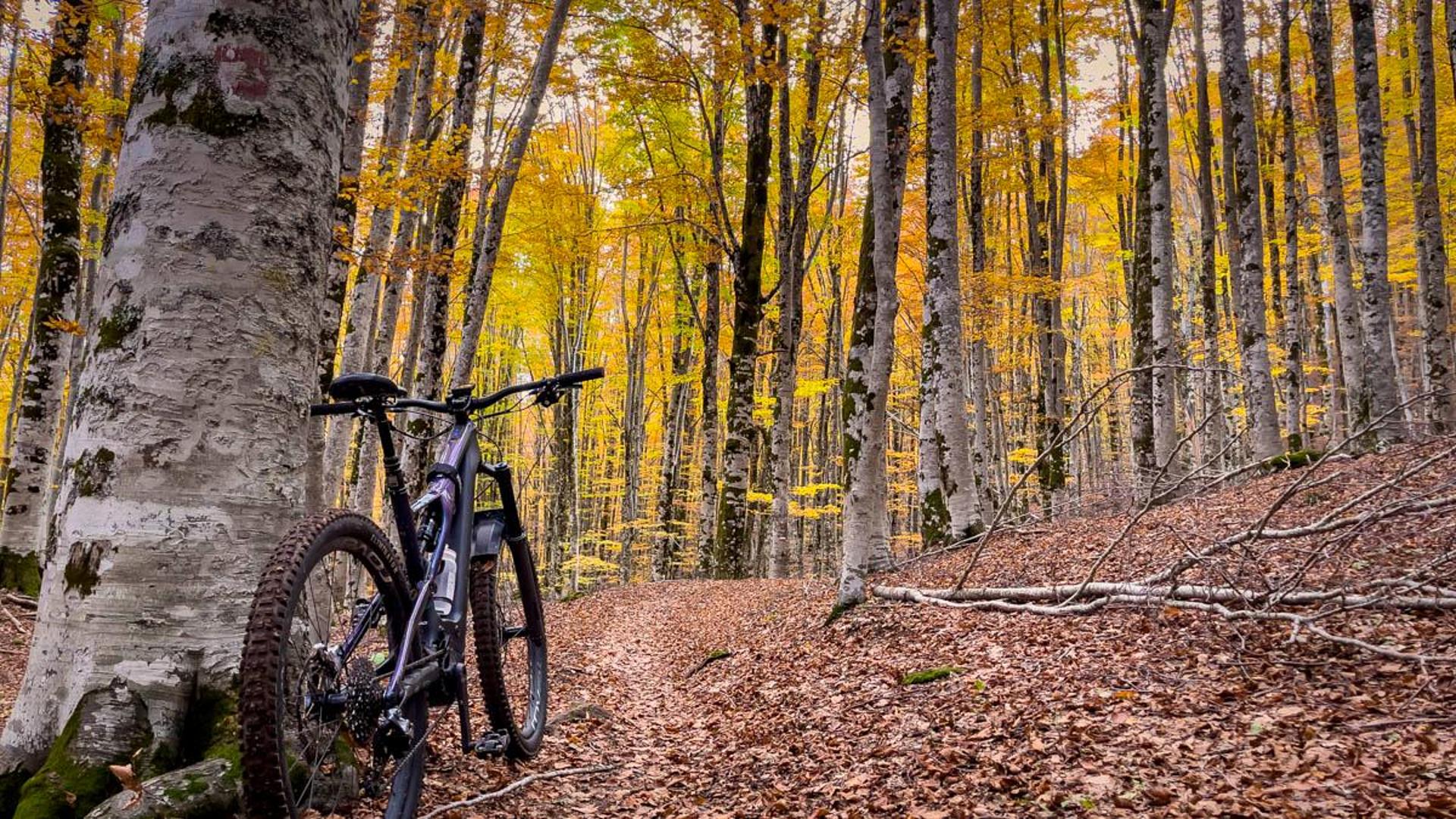 Scivola in bici nei boschi di Muriaglio: 61enne salvato dal soccorso ...