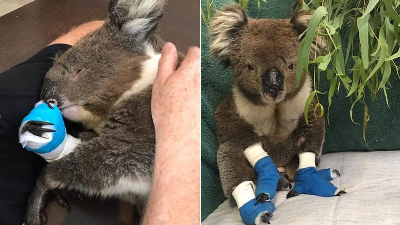 E’ morto Billy, koala simbolo salvato dagli incendi in Australia con le ...