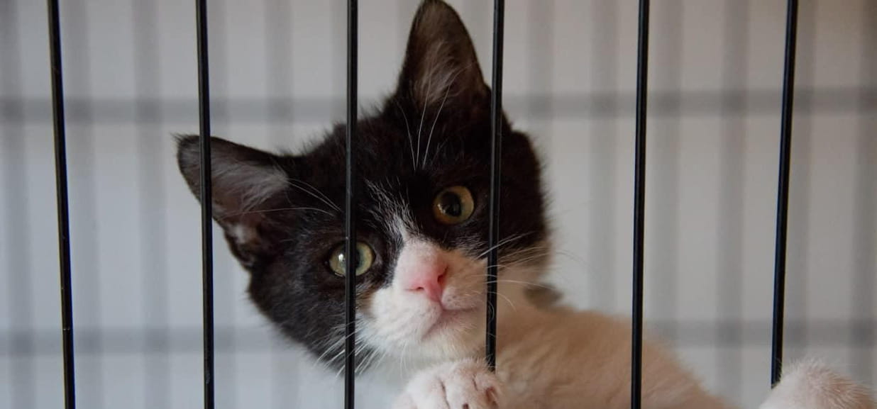 Il gattile di Vercelli cerca “coccolatori” per i cuccioli timidi - La ...