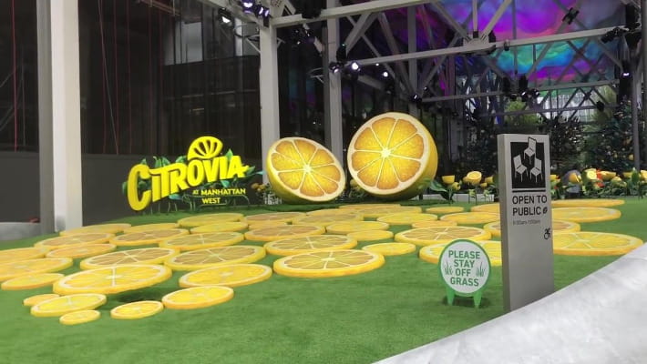 Ecco Citrovia, a New York un cantiere diventa una foresta di limoni ...