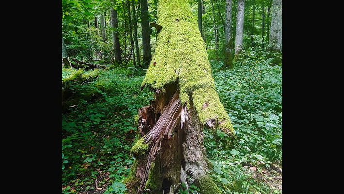 Polonia nord-orientale: la foresta primaria di Białowieża, le erbe ...
