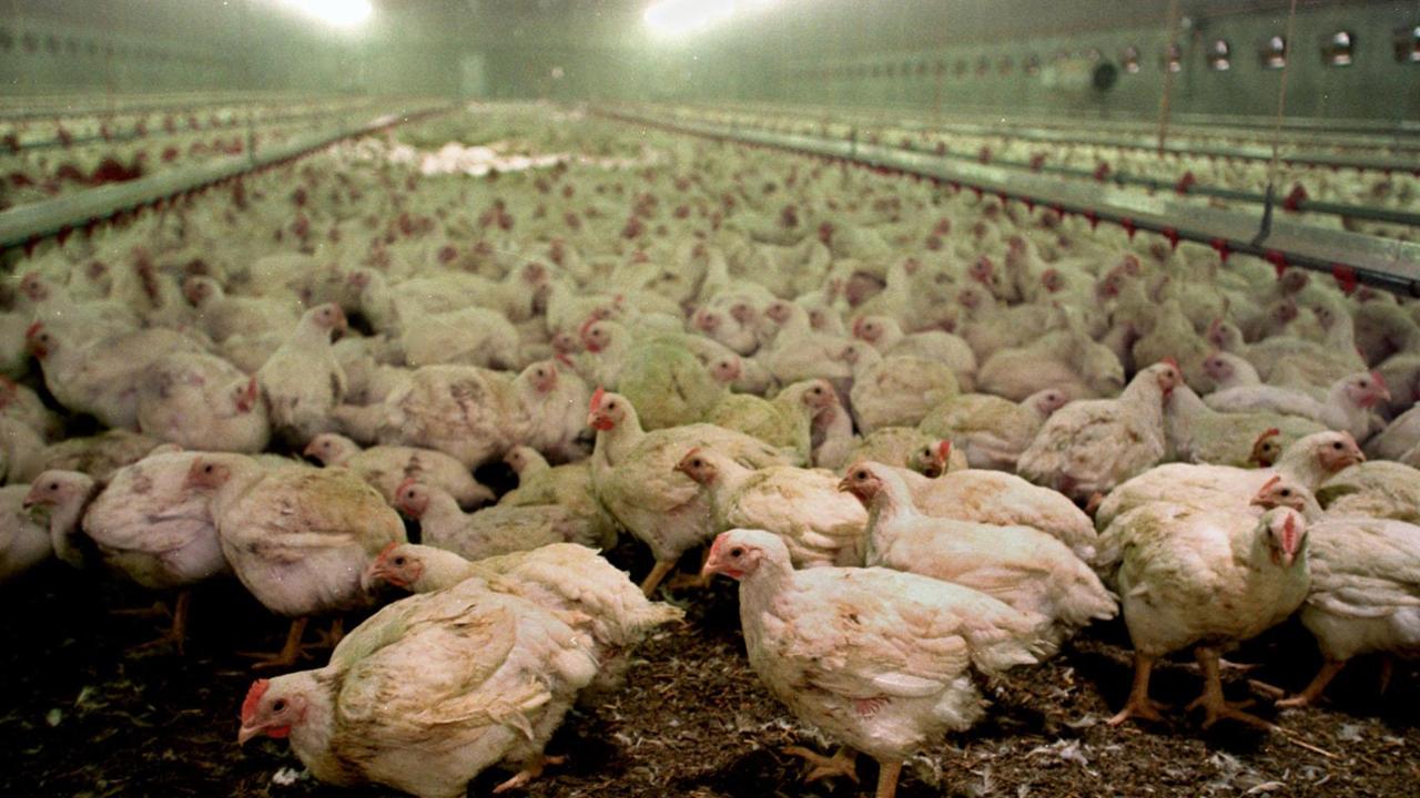 Aviaria negli allevamenti di polli: più pericolosa del Covid - La Stampa