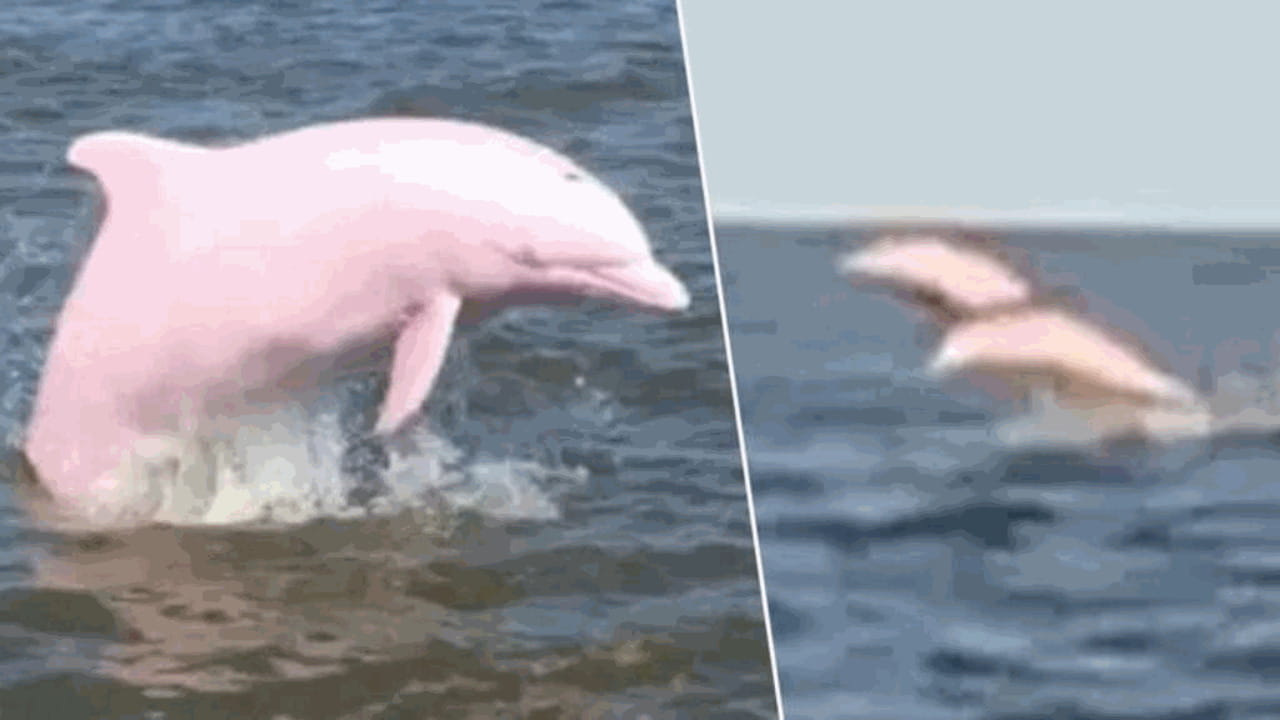 Una rara delfina rosa della Louisiana dovrebbe essere la madre di un ...
