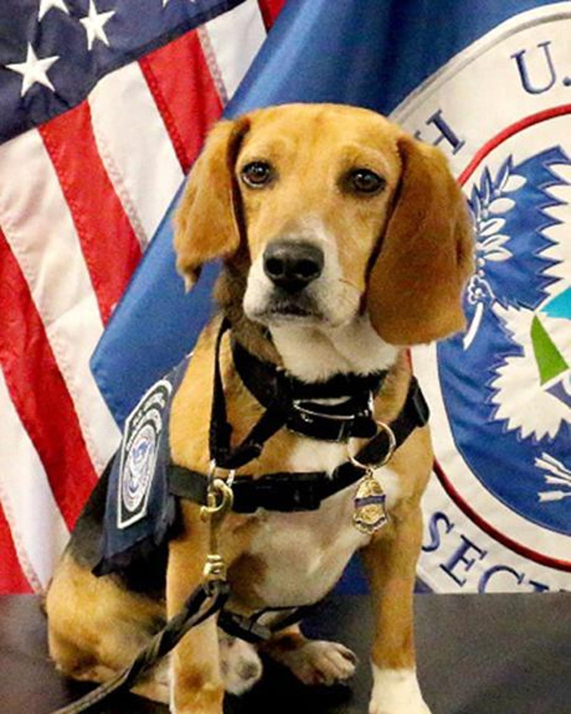 Da cane maltrattato a K9 aeroportuale: ecco la nuova vita del Beagle ...