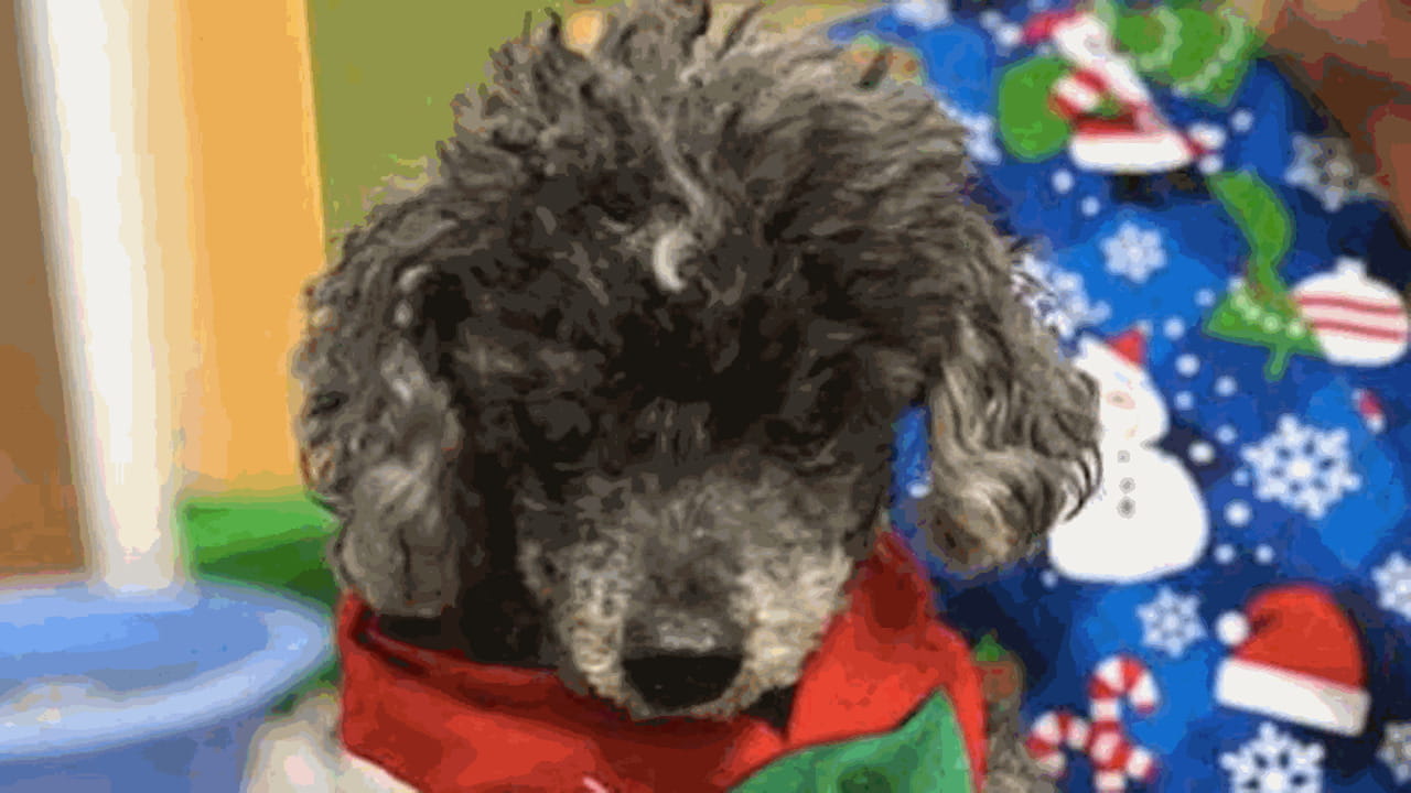 Un cane di 18 anni considerato “stupido” finalmente ha trovato la sua ...