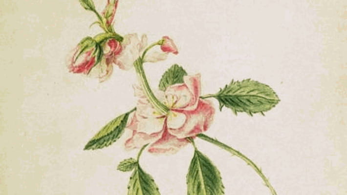 La passione di Goethe per i misteri della botanica - La Stampa