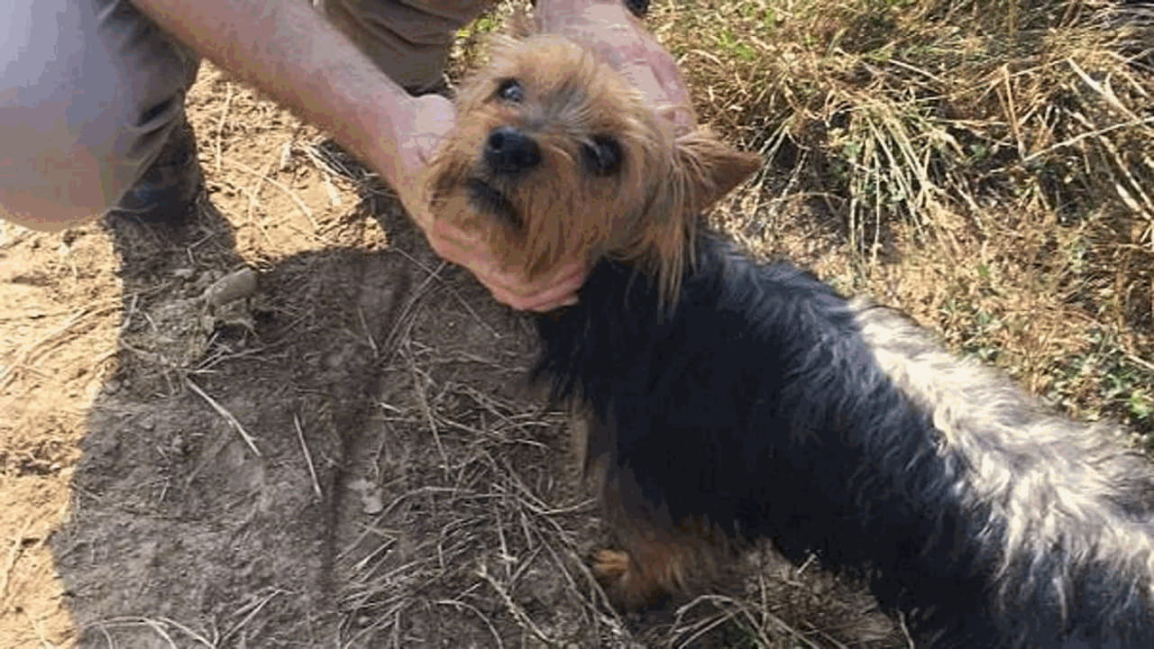 Salva una bambina dispersa, Fat Heath è il cane eroe del Missouri - La ...