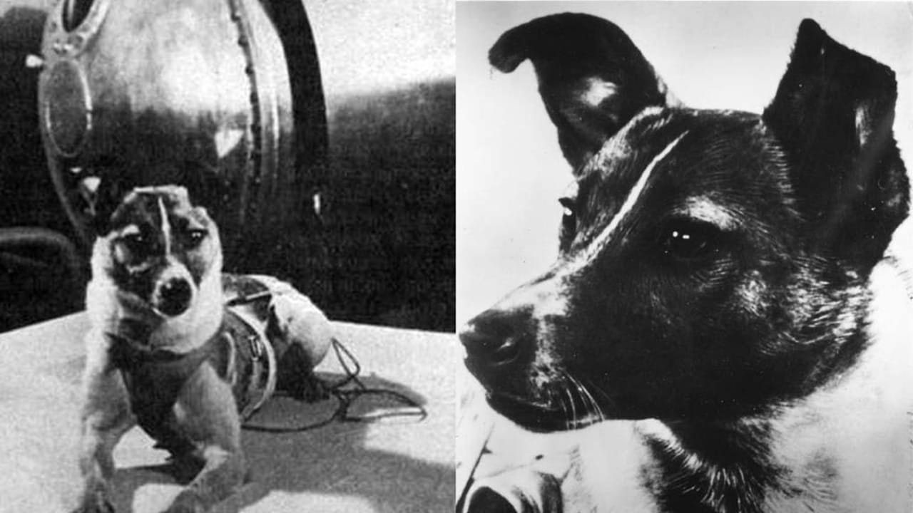 Il cane Laika lanciata 60 fa anni nello Spazio, ma non fu la sola - La ...