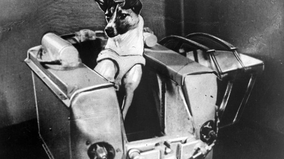 Il cane Laika lanciata 60 fa anni nello Spazio, ma non fu la sola - La ...