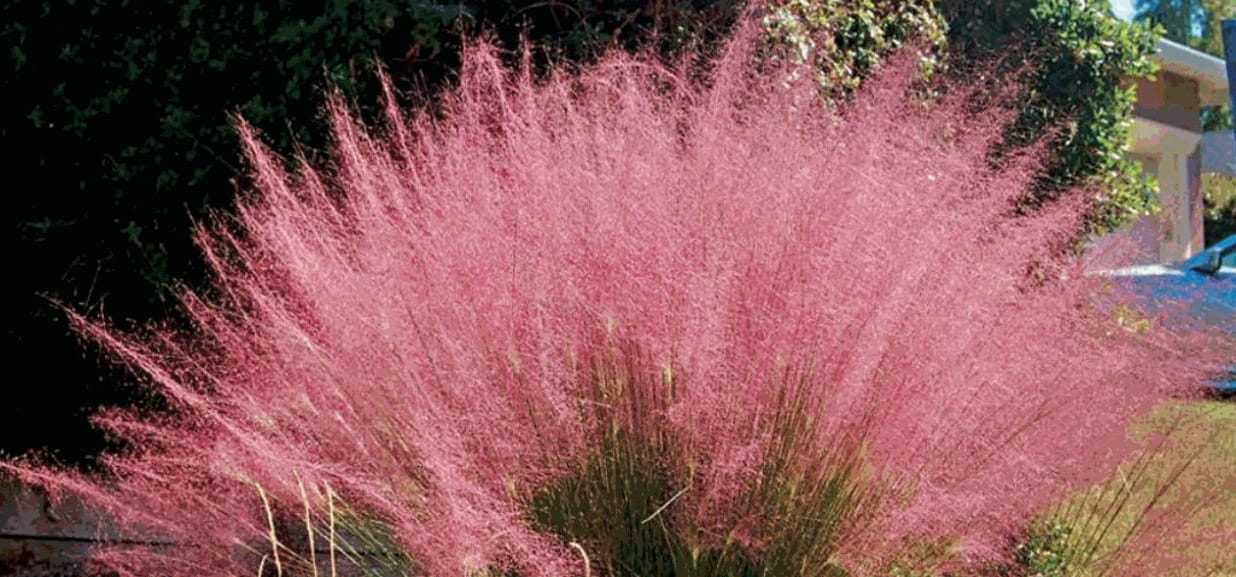 Le graminacee dai colori sfumati sono le star di questo mite autunno ...