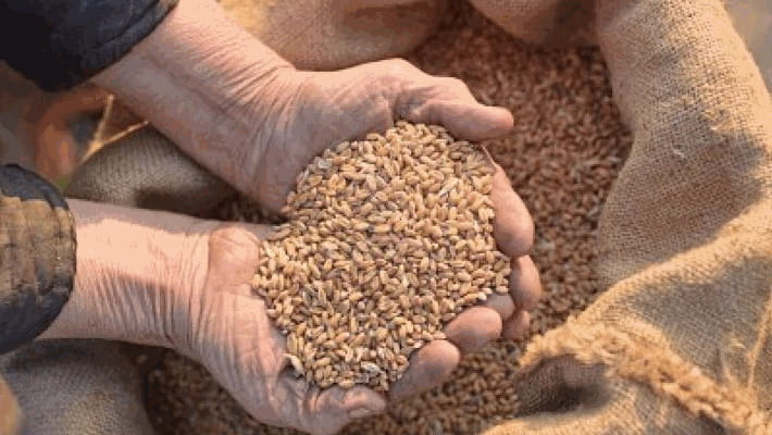 “I semi antichi italiani salvati dall’estinzione da 40 mila agricoltori ...