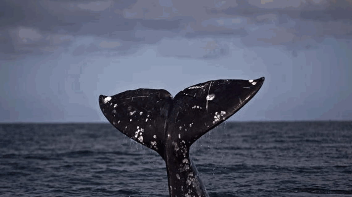 La danza delle balene a Baja California, l’acquario del mondo - La Stampa