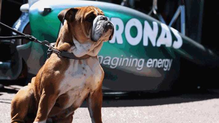 Lewis Hamilton in conferenza stampa col cane - La Stampa