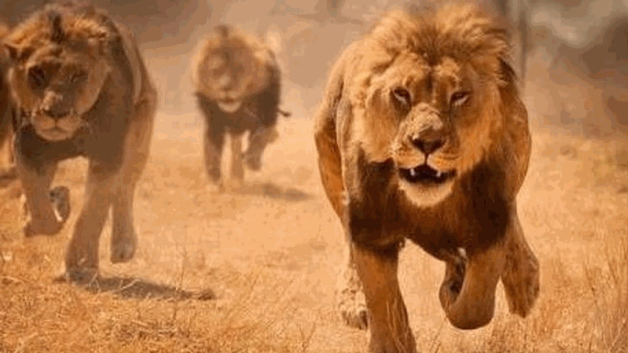 Quattro leoni in fuga dal Kruger National Park - La Stampa