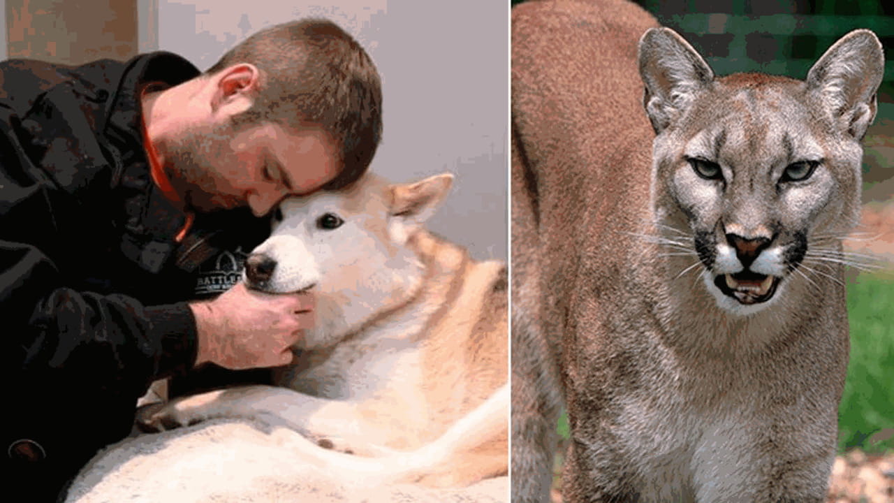 Prende a pugni un puma per salvare il suo cane - La Stampa