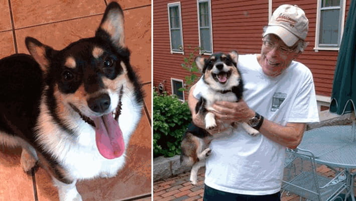 Molly, la piccola Corgi che Stephen King chiama la “Cosa del Male” - La ...