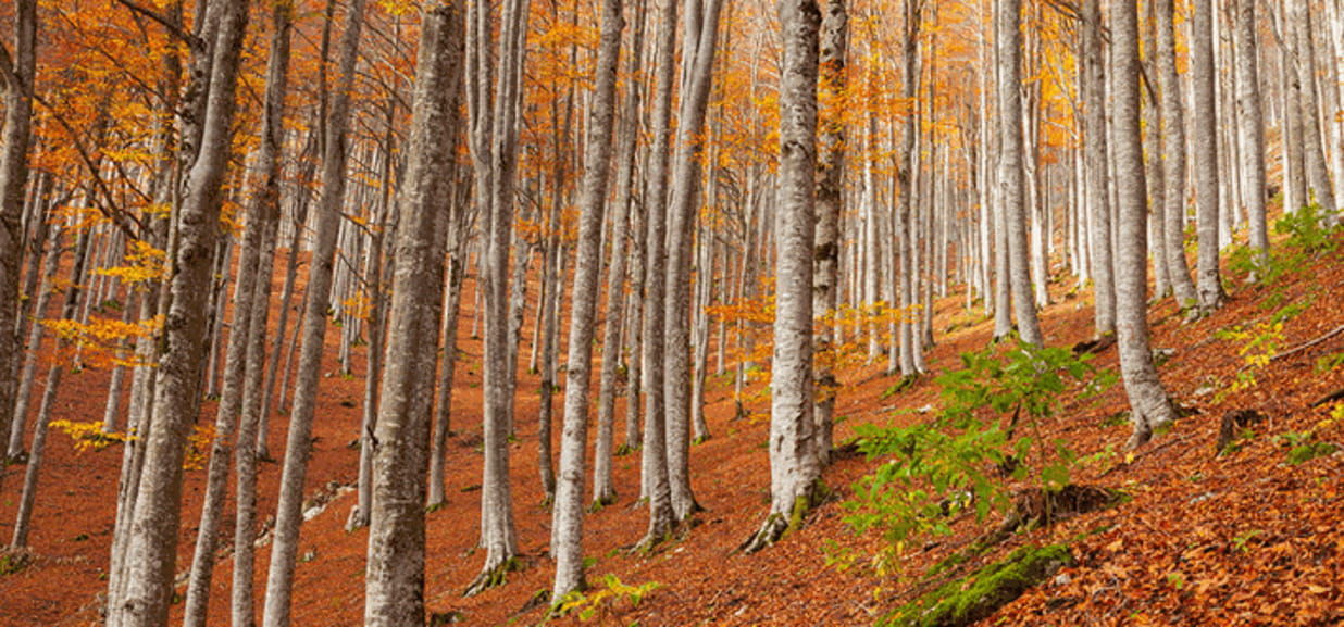 Sulle Prealpi Bellunesi, nel mondo al contrario della Foresta del ...