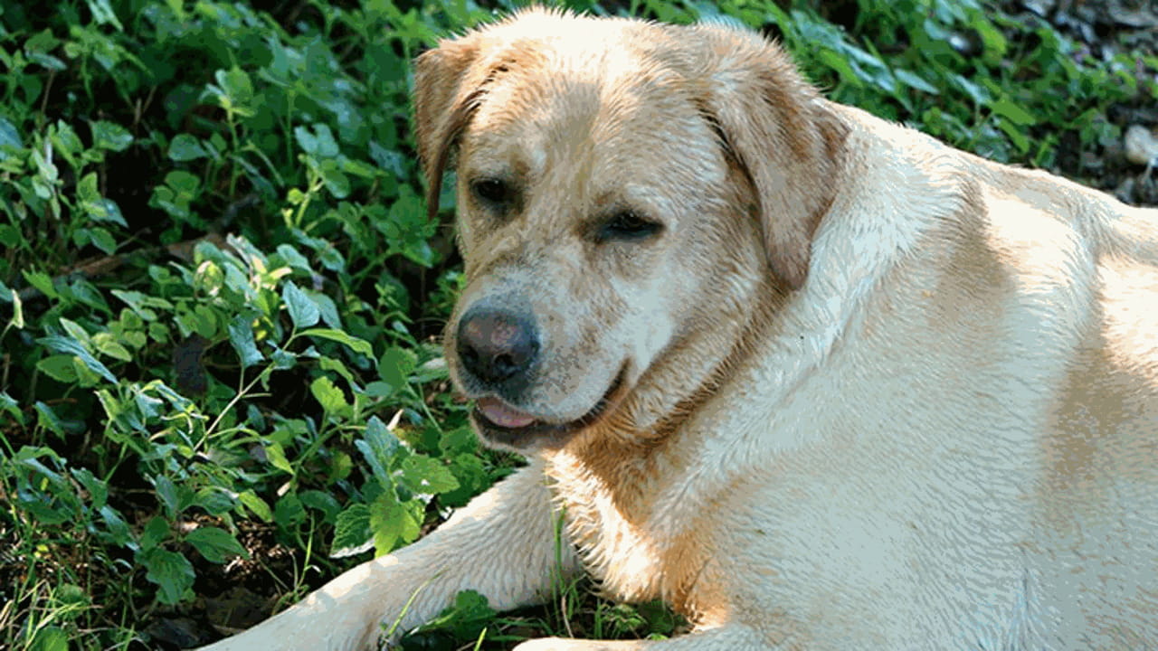 Lo studio: “Ecco perché i cani Labrador Retriever sono dei mangioni ...