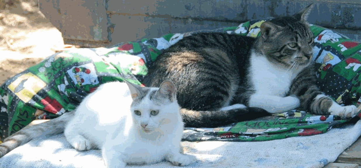 I gattini di Borgo Vercelli cercano famiglia - La Stampa