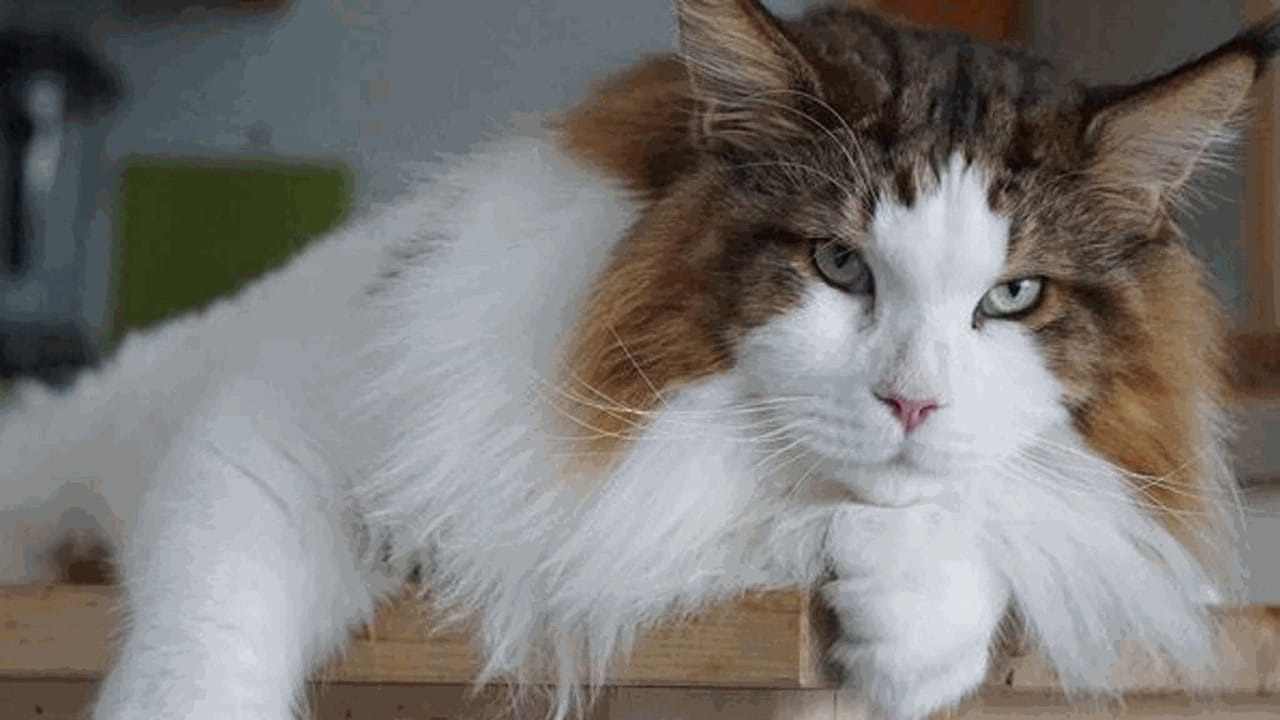 Il gatto più grande di New York è “alto” come un bambino di 7 anni - La ...