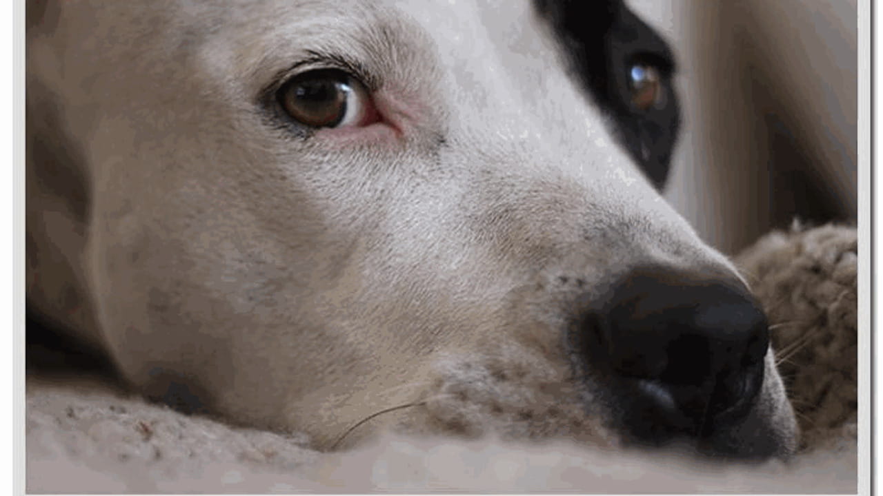 Cane, fedele compagno, un amico... - La Stampa