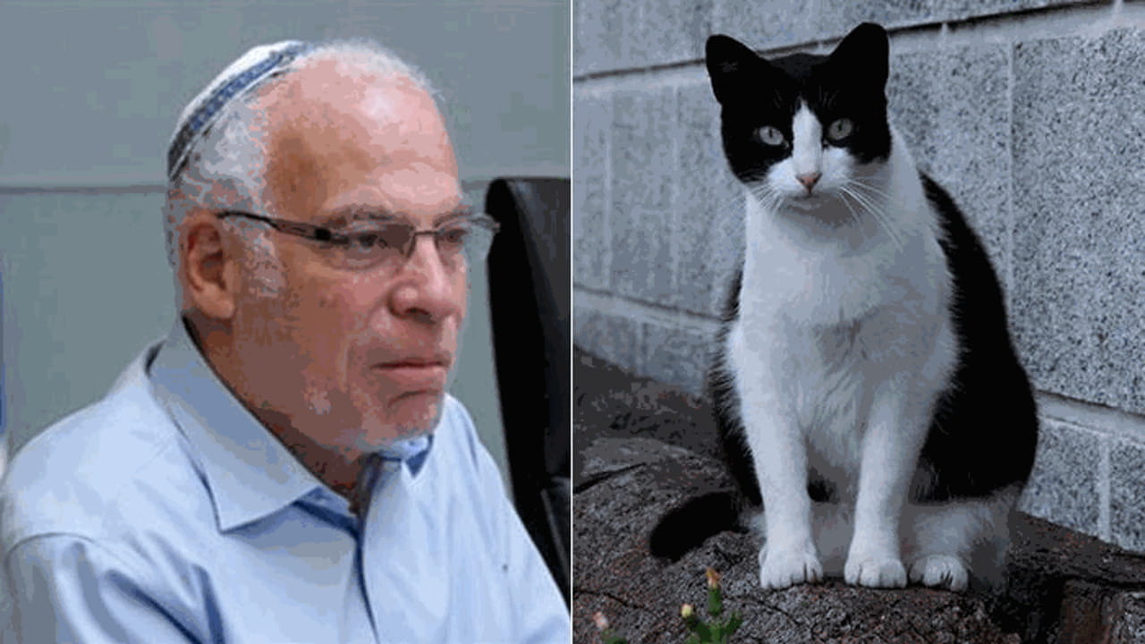 Il ministro israeliano Ariel: sterilizzare i gatti randagi è una ...