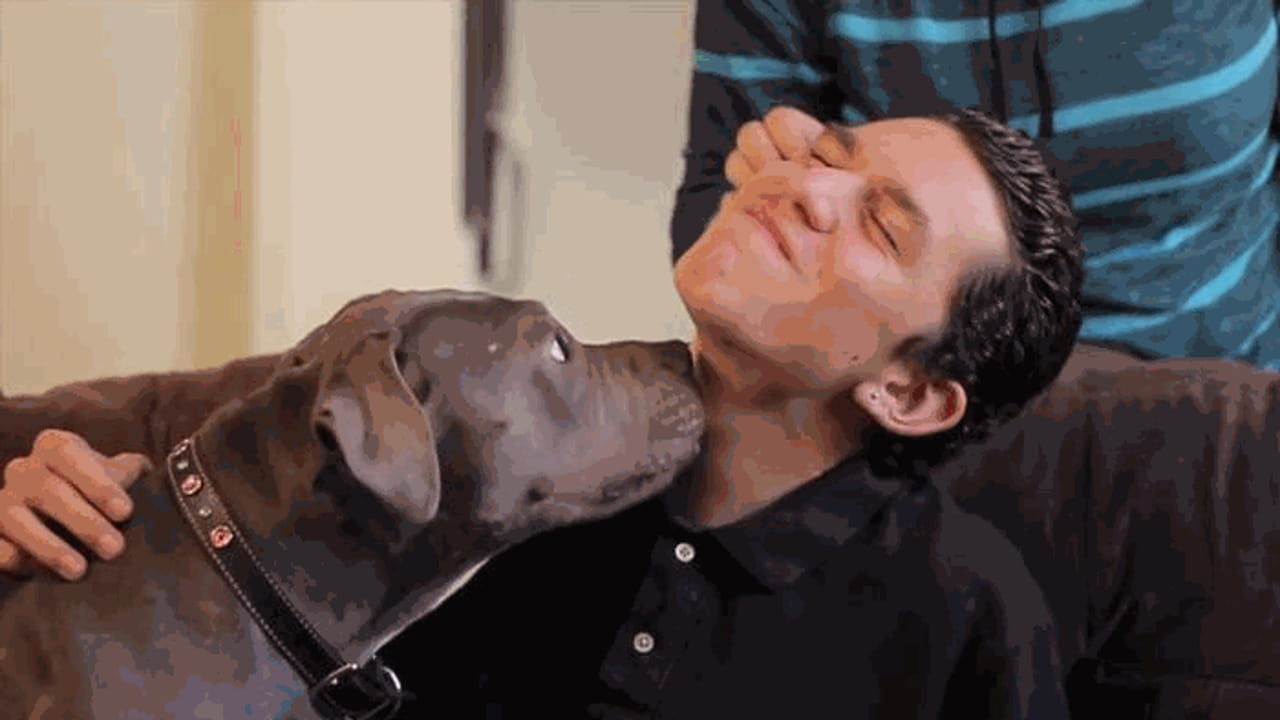 Roxy, il Pit Bull che ha cambiato la vita a un ragazzo autistico - La ...