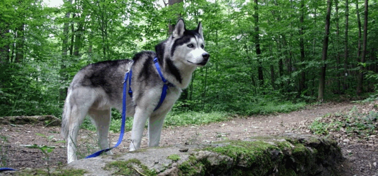 Husky Village anche in estate - La Stampa