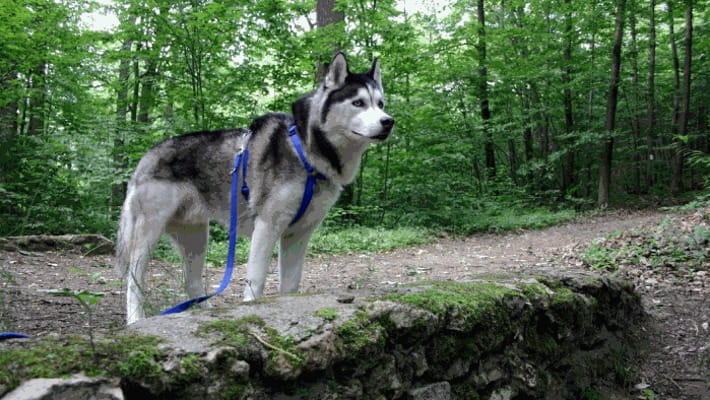 Husky Village anche in estate - La Stampa