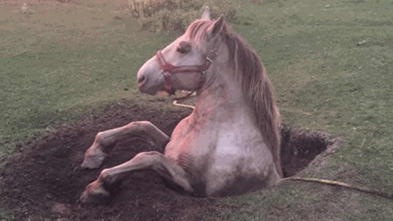 Un cavallo cade in una buca, il soccorso è molto creativo - La Stampa
