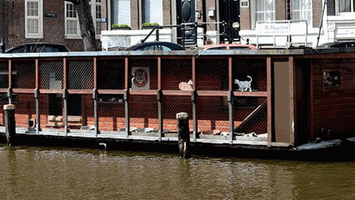 Cat Boat, il rifugio sull’acqua per i gatti randagi di Amsterdam - La ...