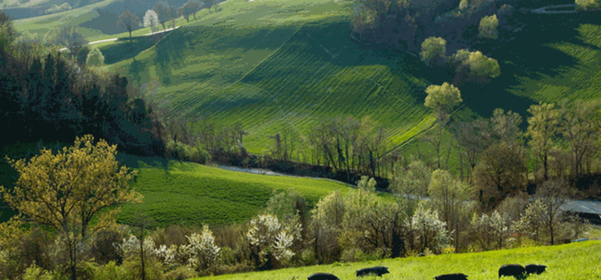 Tra le colline parmensi con i maiali neri - La Stampa