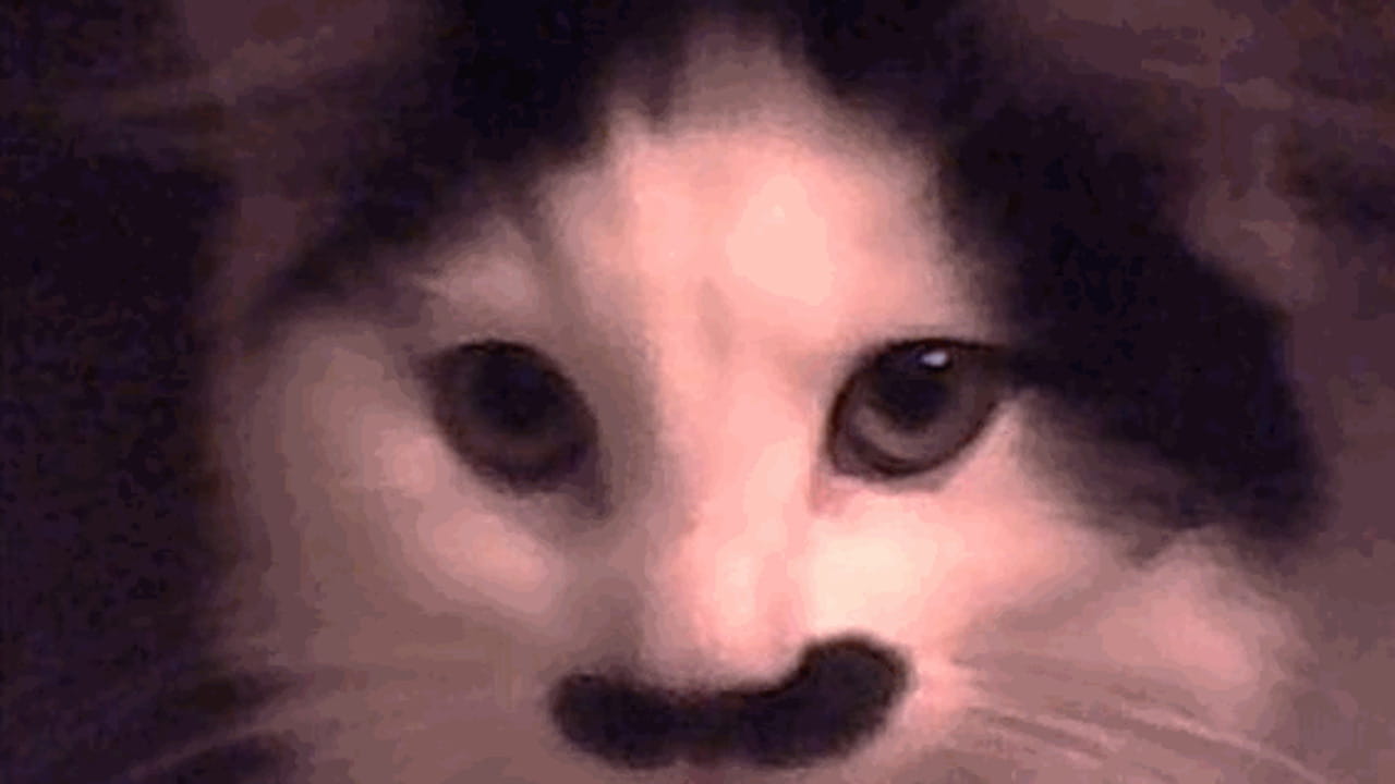 “Hanno accecato il mio gatto perché assomiglia a Hitler” - La Stampa