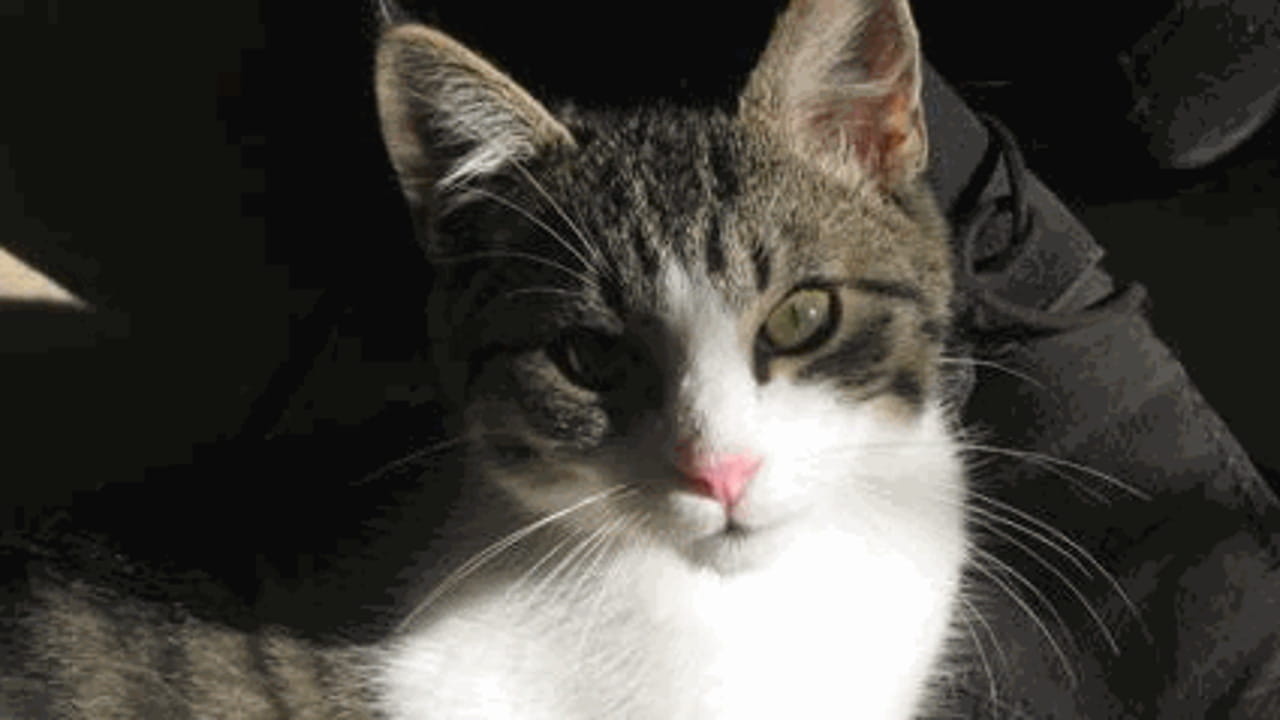 Il gatto domestico ha 5.300 anni - La Stampa