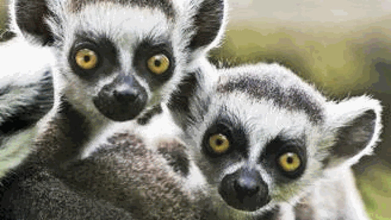 Madagascar, lemuri estinti entro 20 anni - La Stampa