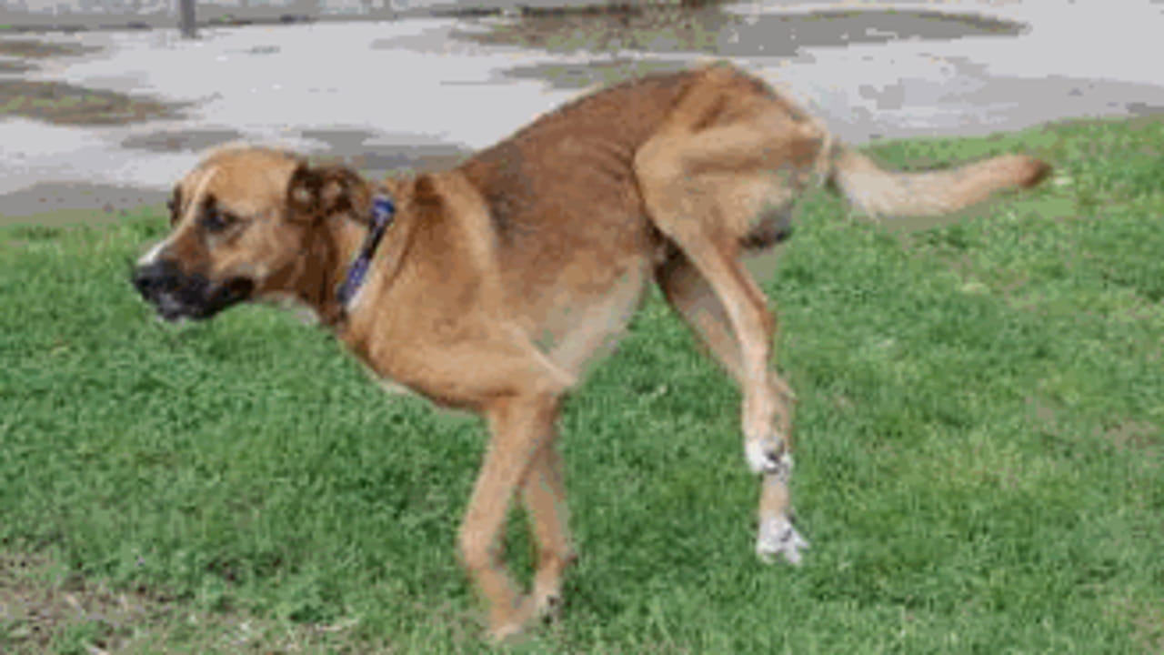 Argo il cane “che vola” ha trovato una casa - La Stampa