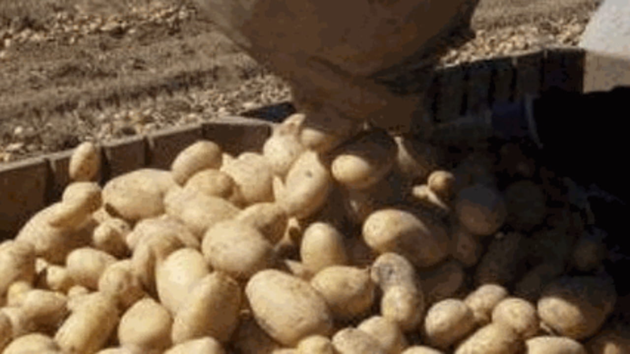Sila: le patate IGP da 1000 metri - La Stampa