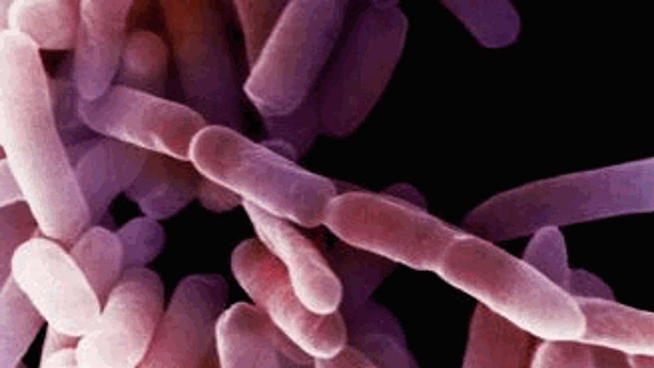 Nella flora batterica i segreti - La Stampa
