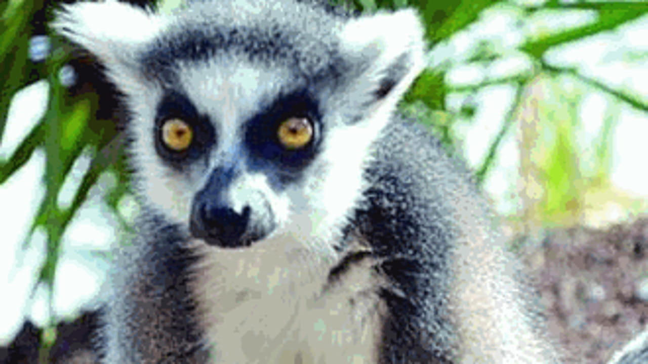 Un piccolo lemure nasceal bioparco di Cumiana - La Stampa